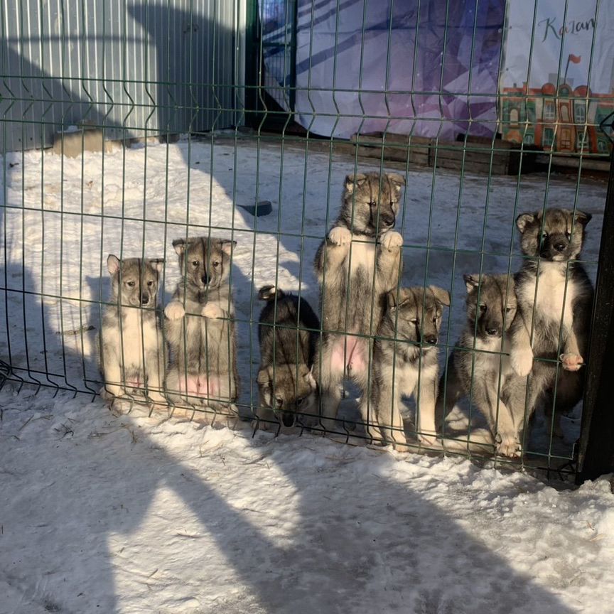 Западно сибирская лайка