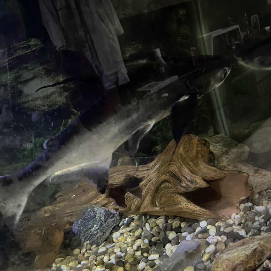 Отдам акулу