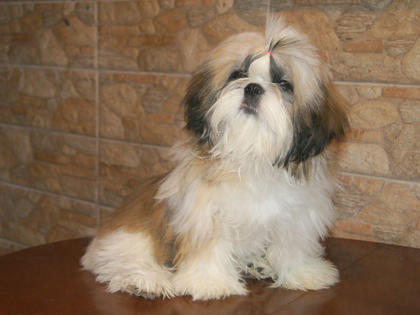 Очаровательные мальчики ши-тцу