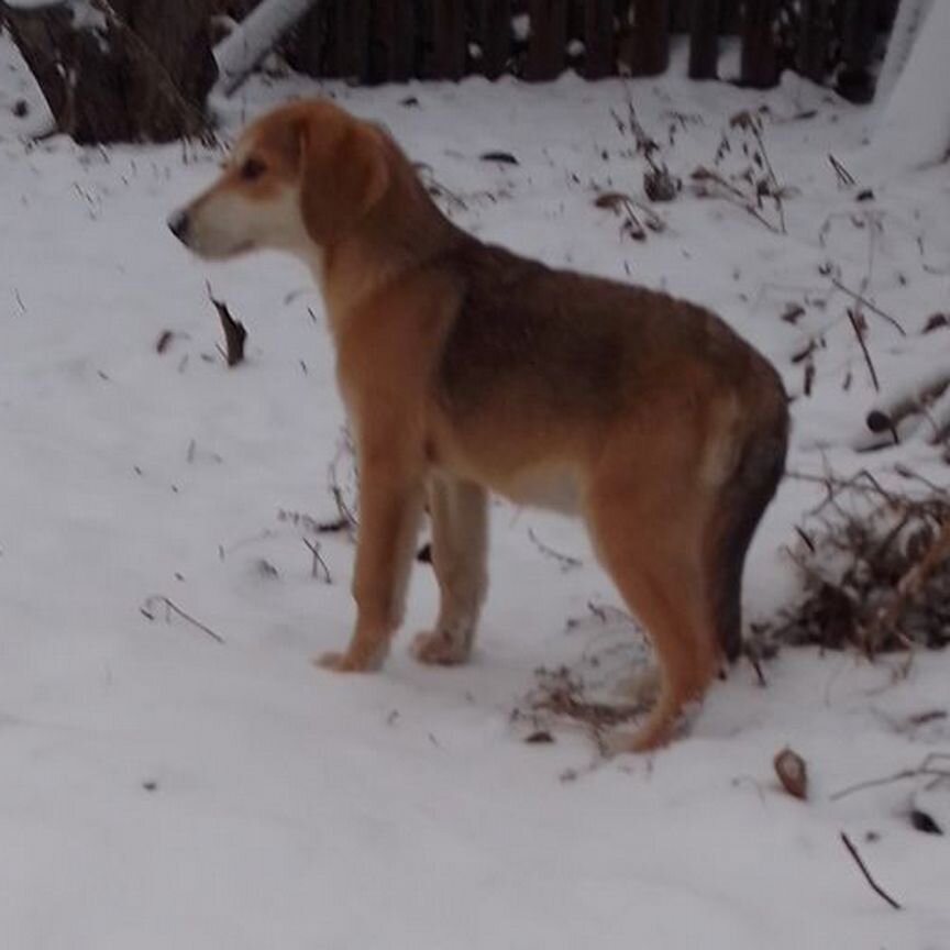 Русская гончая, щенок