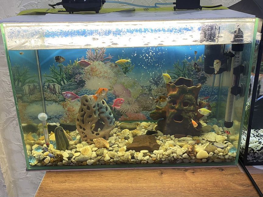 Аквариум + 2 рыбы Сколярии