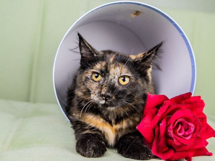 Лилу ищет маму