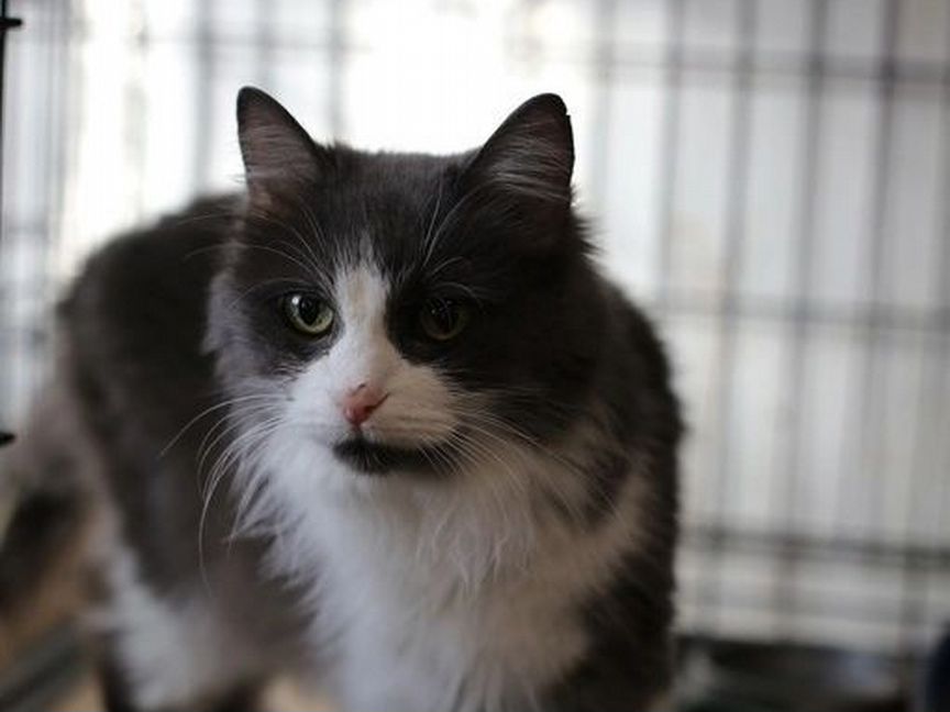 Ищу свою семью