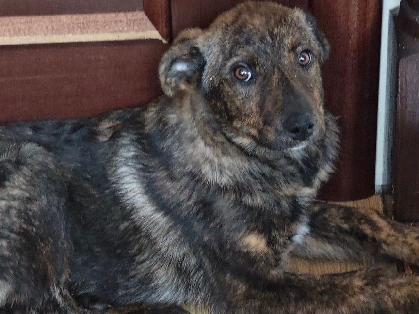 Скромная девочка, 3.5 месяца в добрые руки