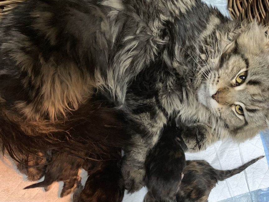 Котята(мейн-кун)