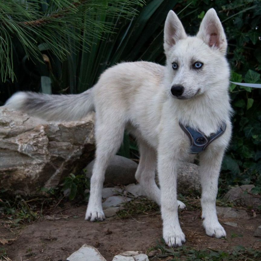 Помски, щенок