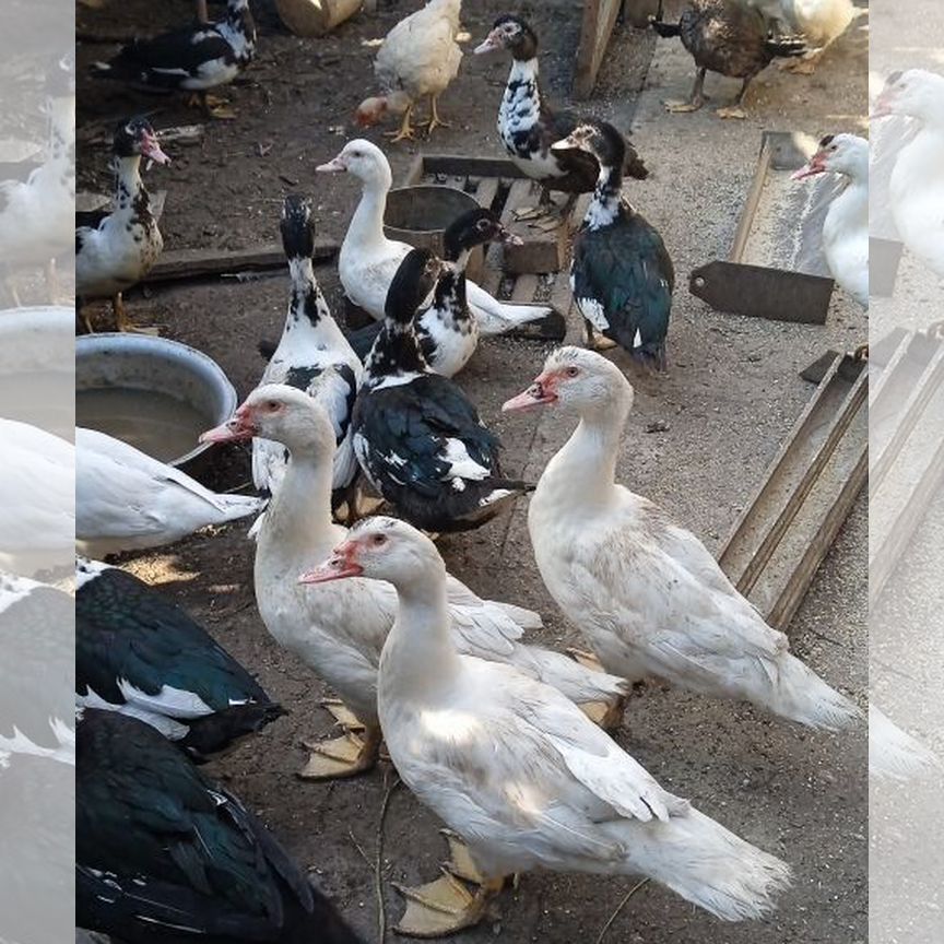 Продам индоуток