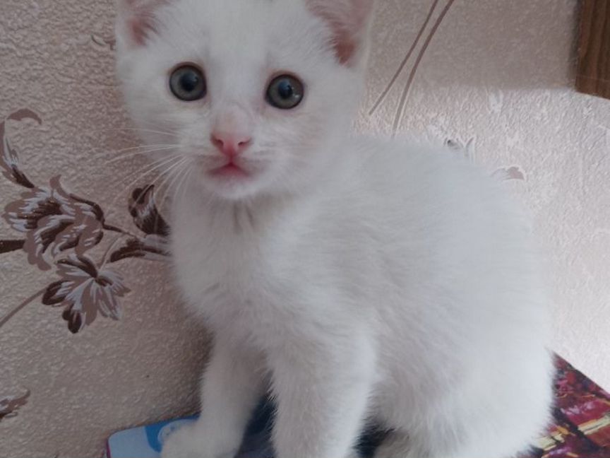 Озорные котята