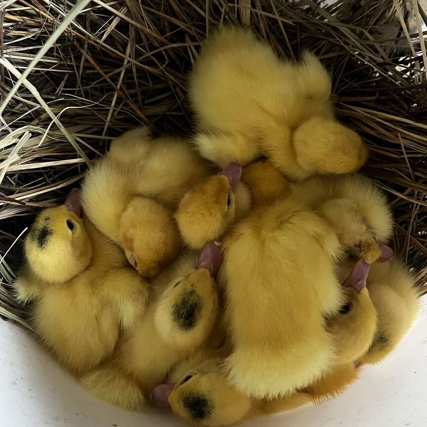 Утенок индоутка