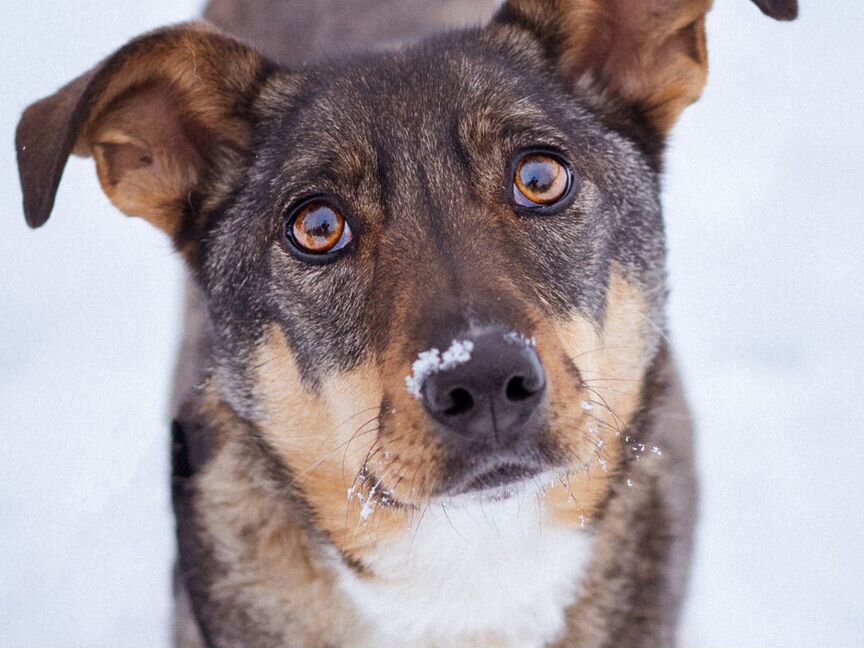 Собака из приюта в добрые руки