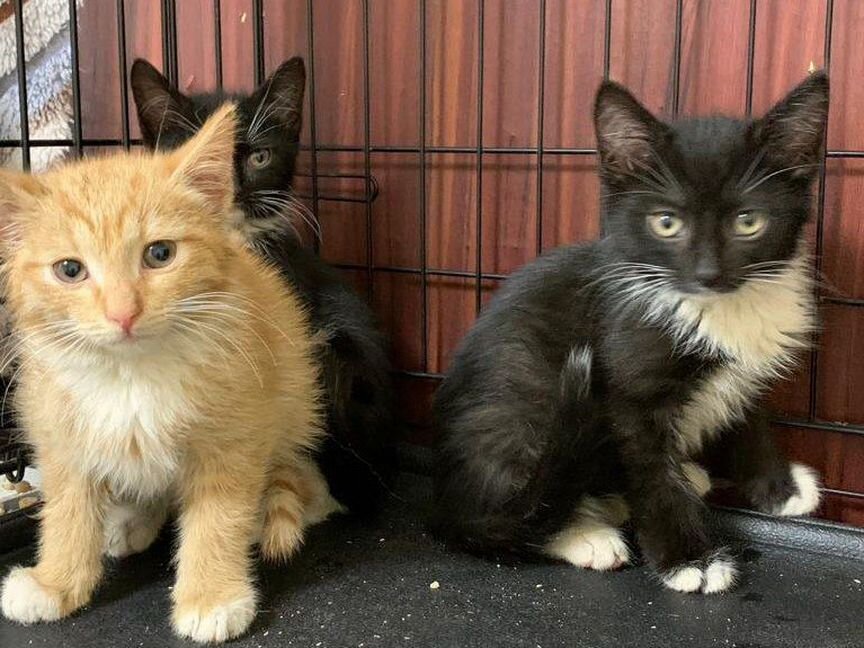 Котята в добрые руки