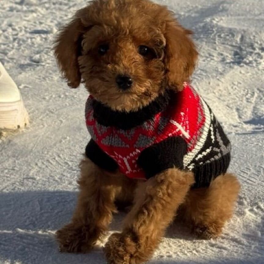 Мальтипу, щенок