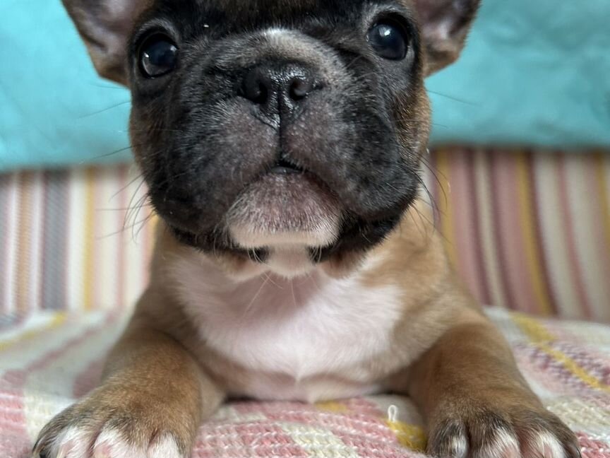 Французский бульдог щенки девочка