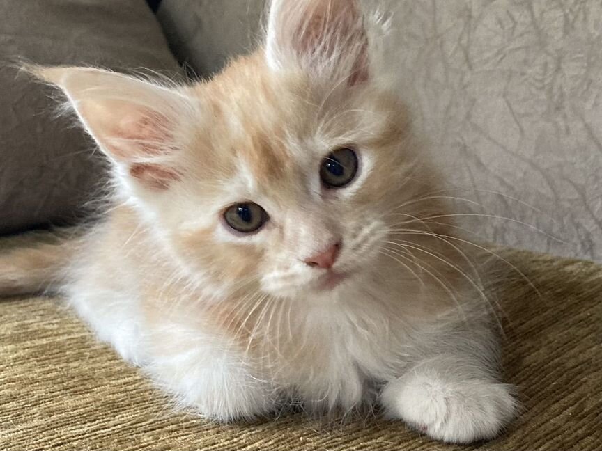 Котята мейнкун