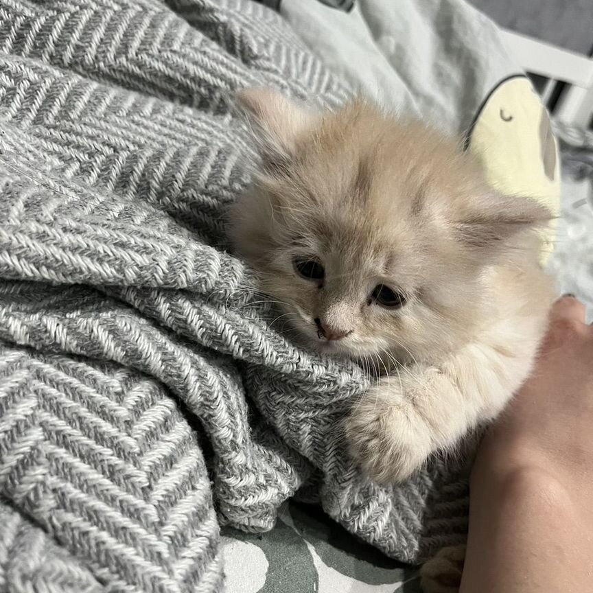 Котята