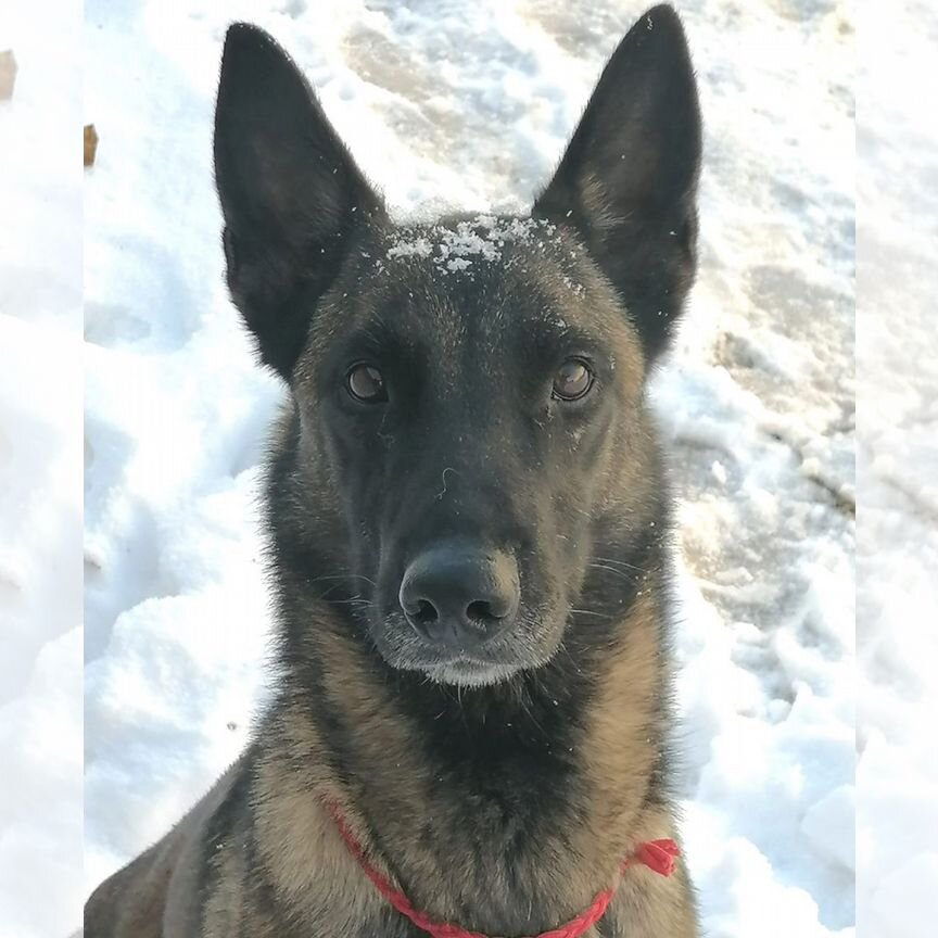 Бельгийская овчарка