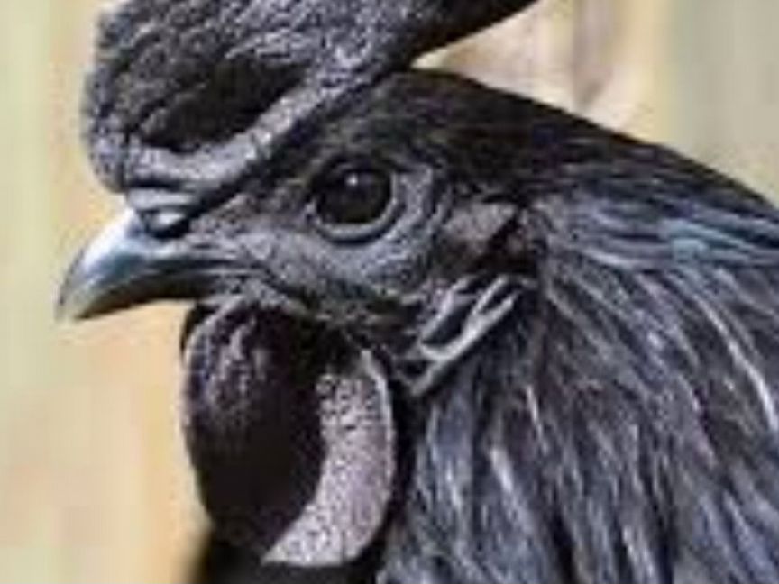 Цыплята Ухейилюль