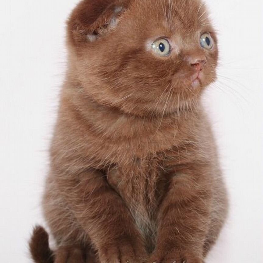 Вислоухие котята