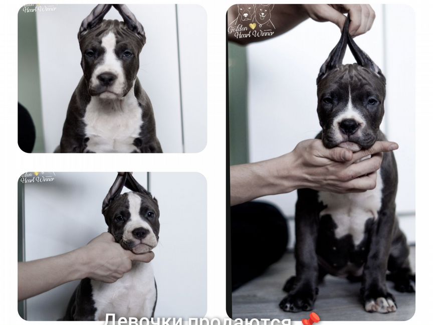 Щенки в питомнике стафф терьер (документы)