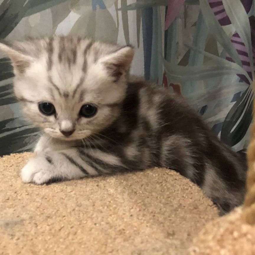 Британский короткошёрстный котёнок