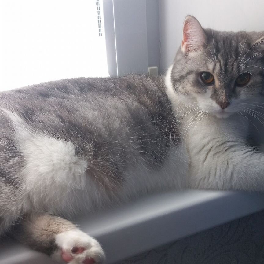 Отдам кошку в добрые руки