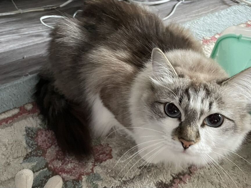 Кошка