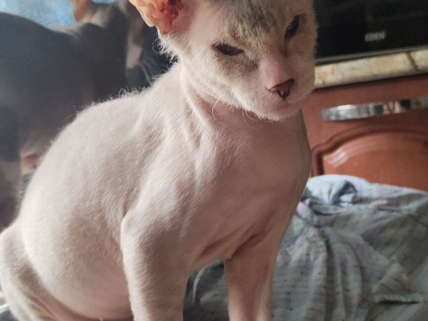 Котёнок донской сфинкс