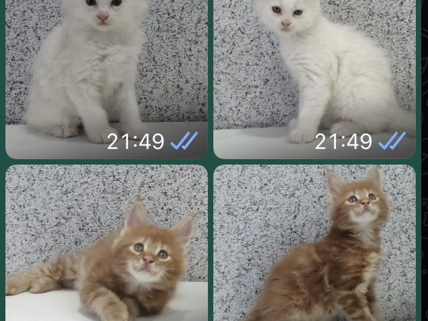 Кошки и коты породы мейн-кун. Разных возрастов