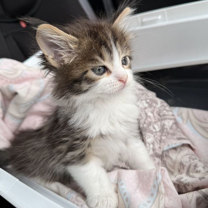 Отдам котенка в добрые руки