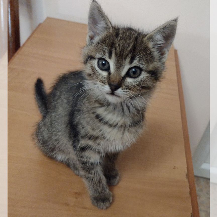 Котята мальчики ищут дом
