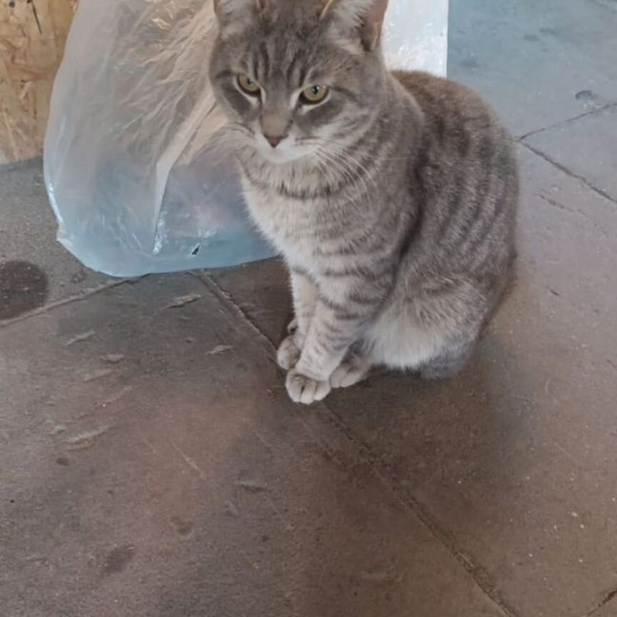 Молодой котик в добрые руки