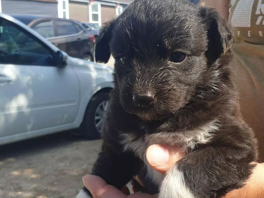 Щенок в добрые руки