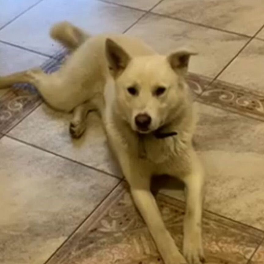 Собака в добрые руки отдам бесплатно