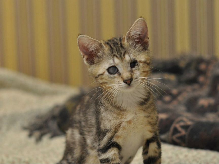 Котенок 2 месяца