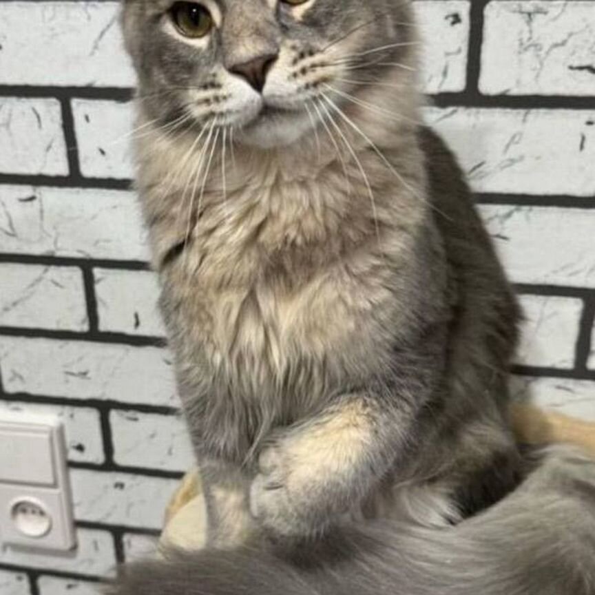 Кот мейн-кун