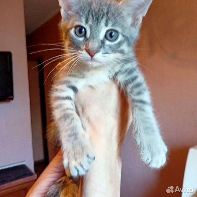 Серый полосатый котенок, 1,5 месяца
