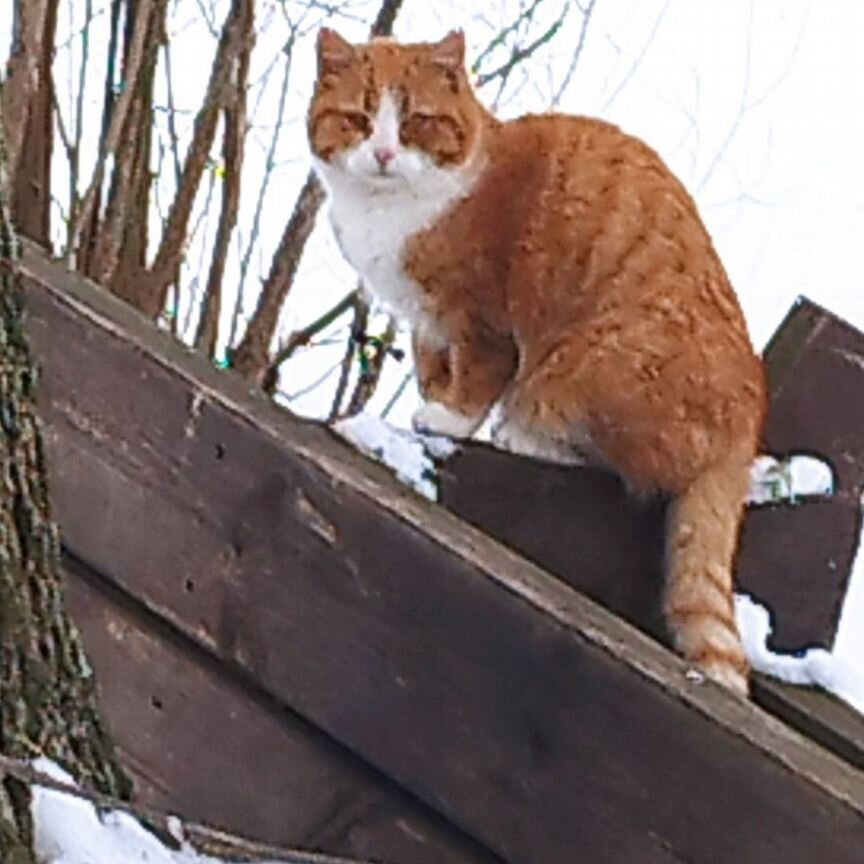 Рыжая кошечка