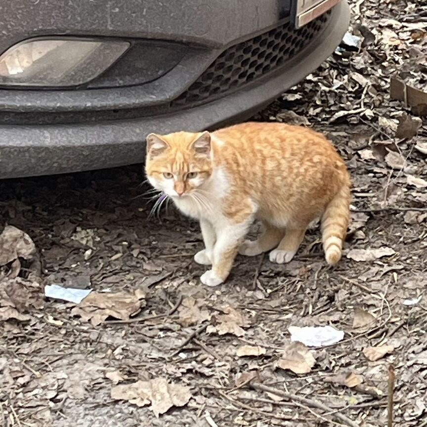 Котенка выбросили