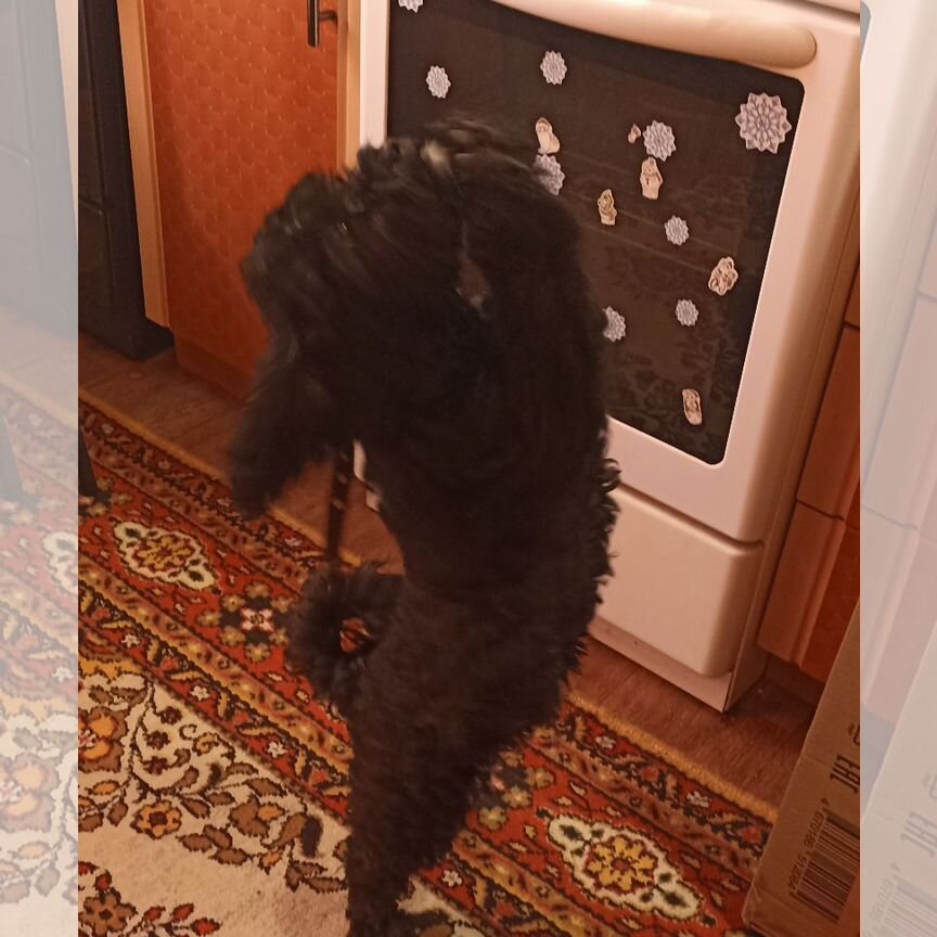 Той-пудель, щенок