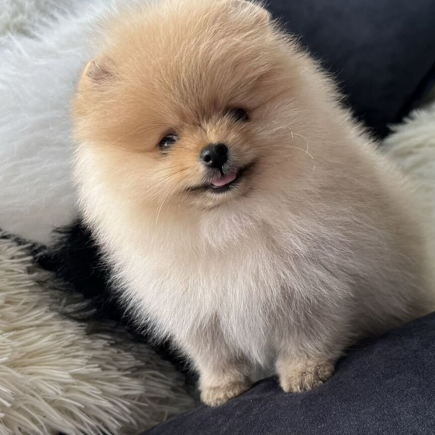 Померанский шпиц