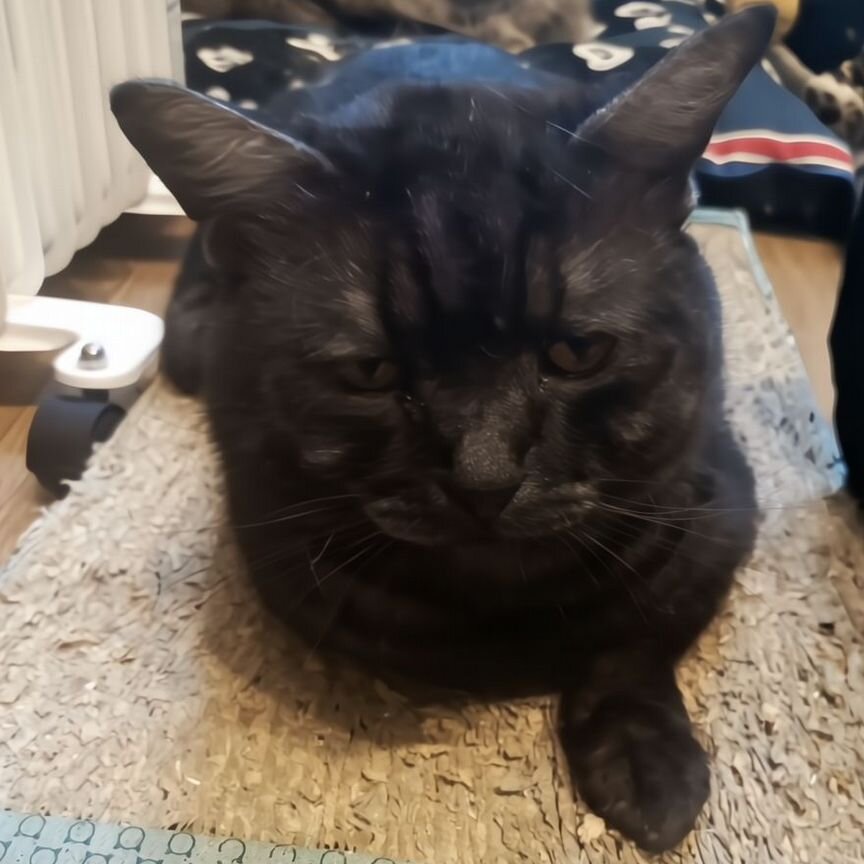 Британский короткошёрстный котёнок