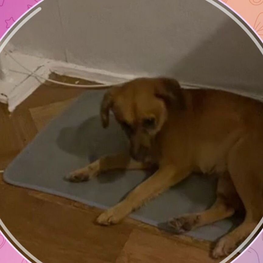 Милая собачка