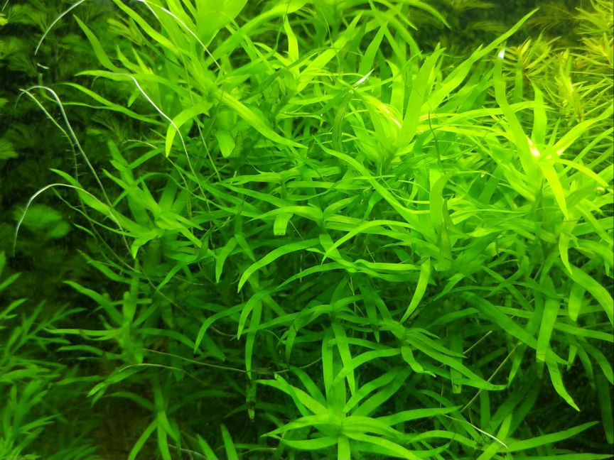 Аквариумное растение
