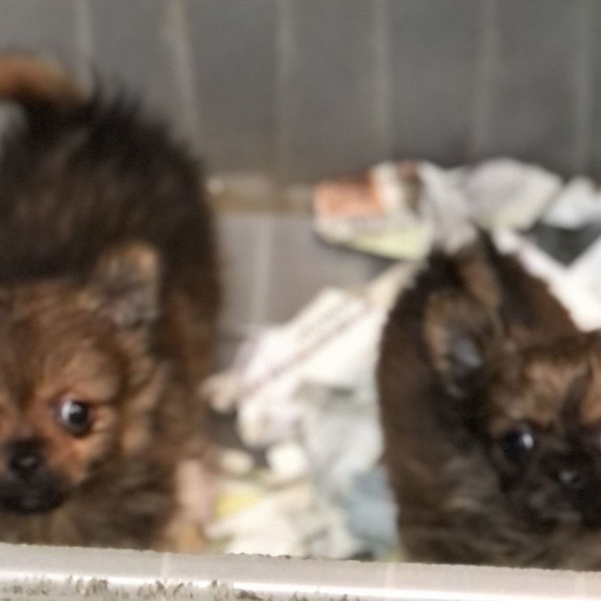 Щенки чихуахуа мини красный соболь