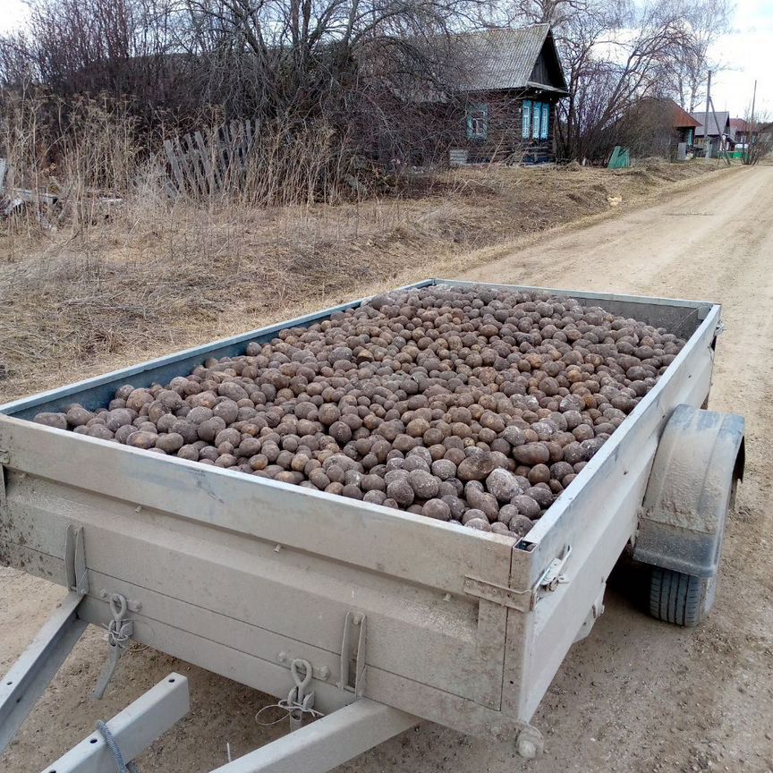 Картофель для скота