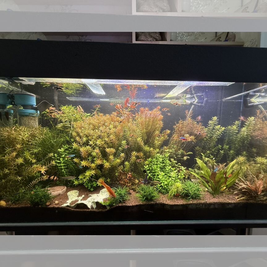 Аквариумные растения прополка