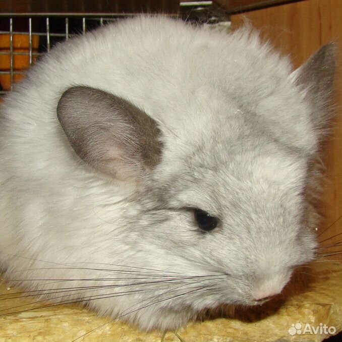 Белая ангора носитель фиолета девочка шиншилла