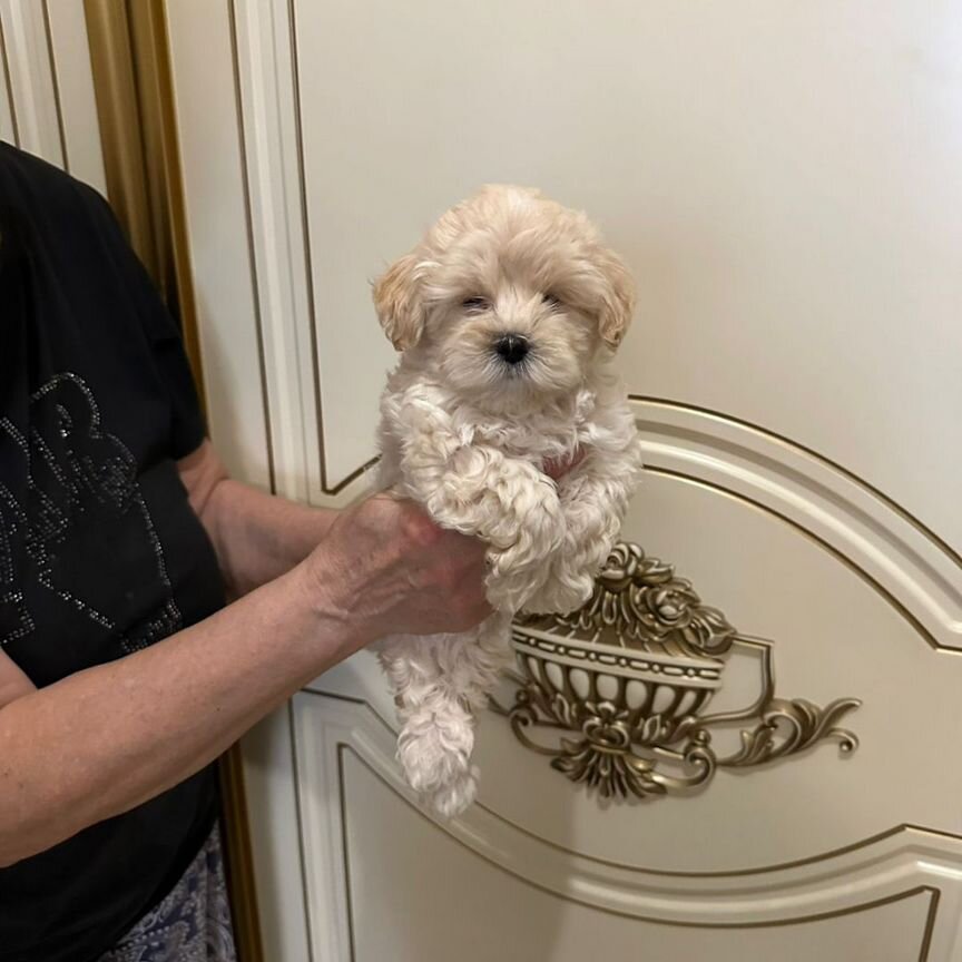 Мальтипу ф1 мини и стандарт