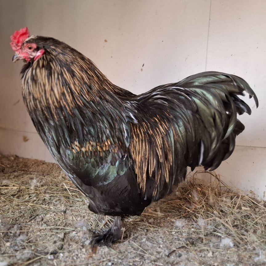 Продам петушков