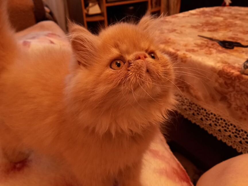 Персидский котёнок
